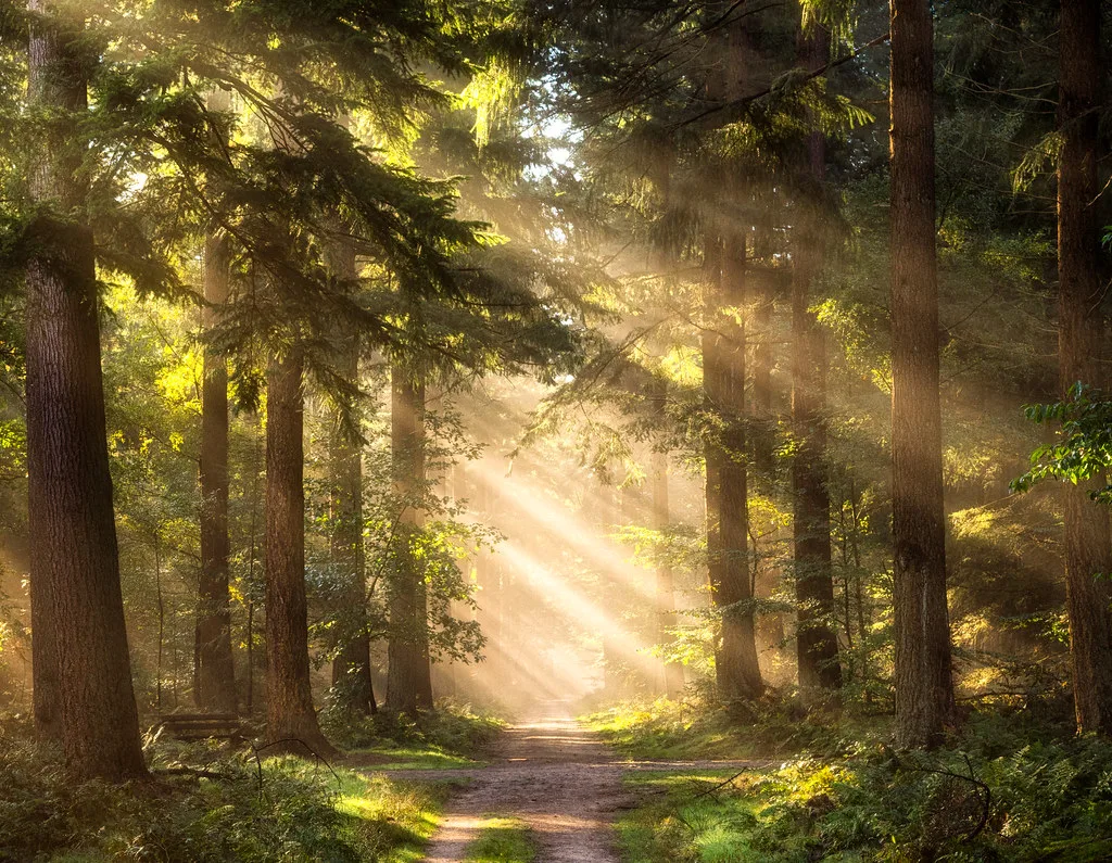 MMBA | 文殊師利大乗仏教会 ｜ 樹蔭路をのんびり歩いてみる